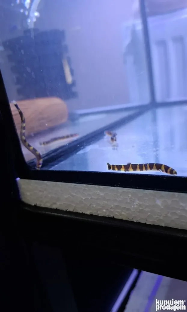 Ribice - KupujemProdajem