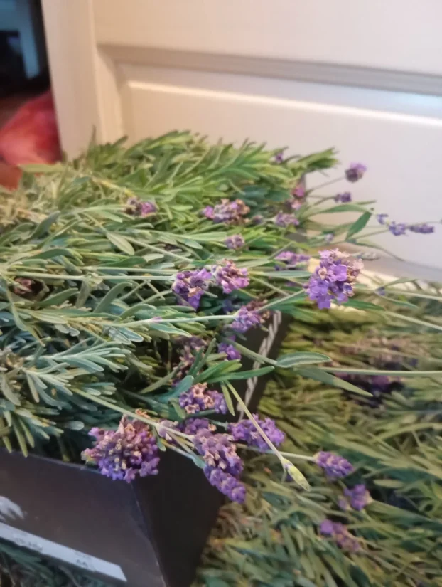 Lavanda sadnice 1 god - KupujemProdajem