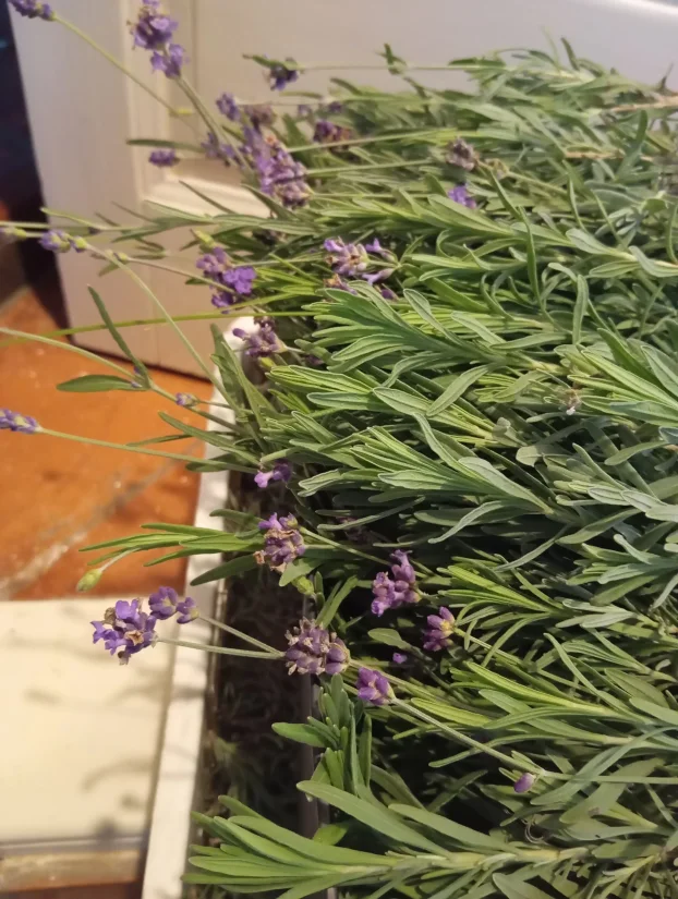 Lavanda sadnice 1 god - KupujemProdajem