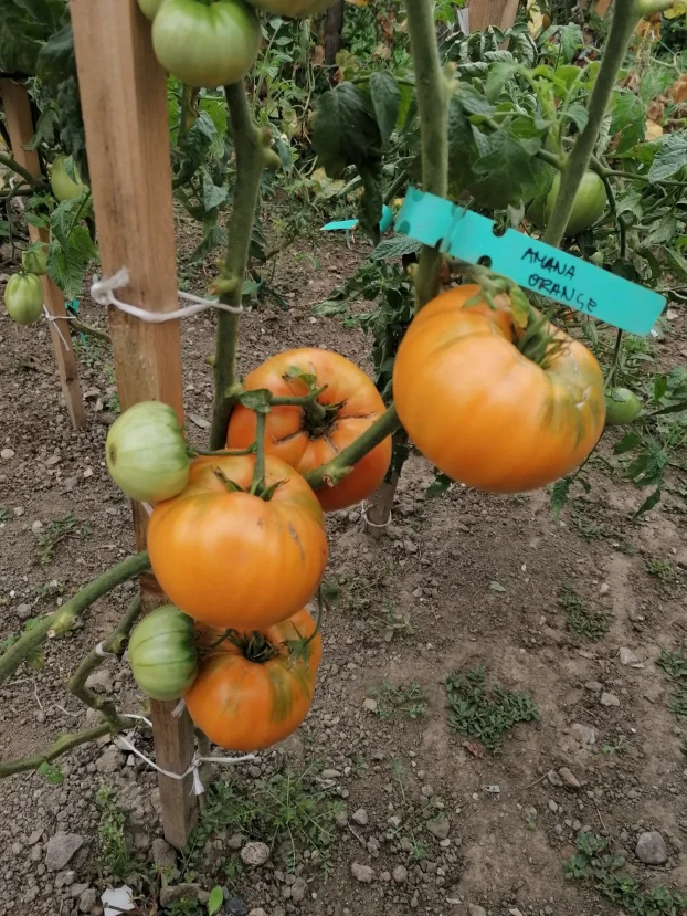 Amana Orange-( krupan narandžasti paradajz )-seme - KupujemProdajem