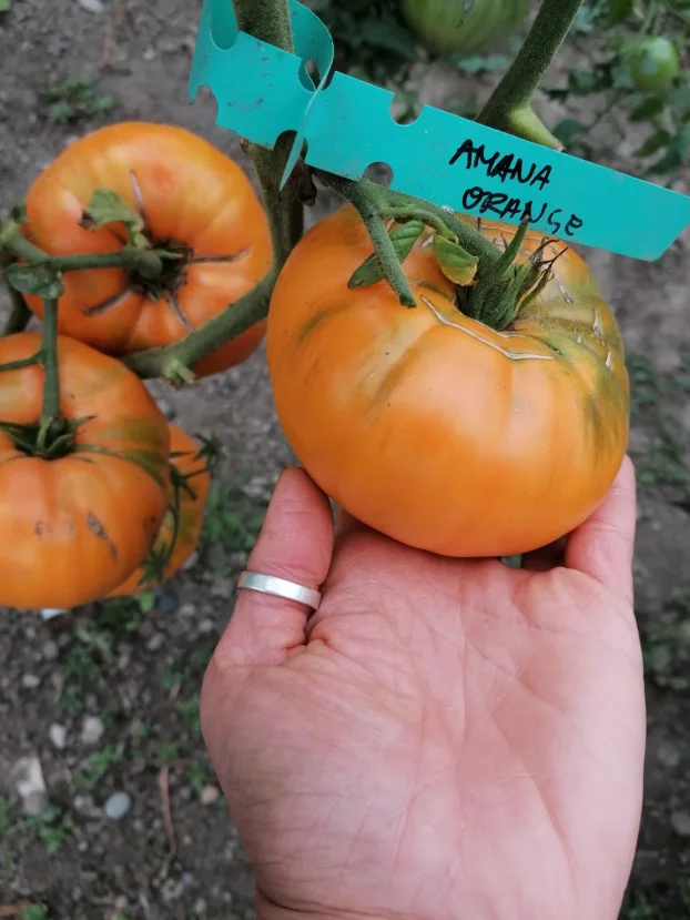 Amana Orange-( krupan narandžasti paradajz )-seme - KupujemProdajem