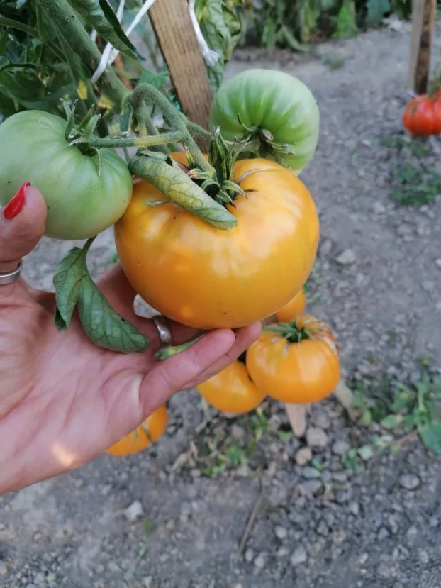 Amana Orange-( krupan narandžasti paradajz )-seme - KupujemProdajem