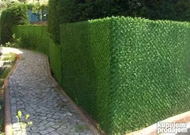 vestacka ziva ograda lisce vestacko zelenilo vestacka ograda ...