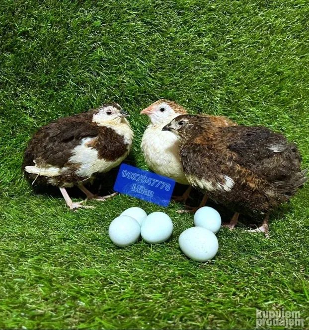 Celadon prepelice - KupujemProdajem