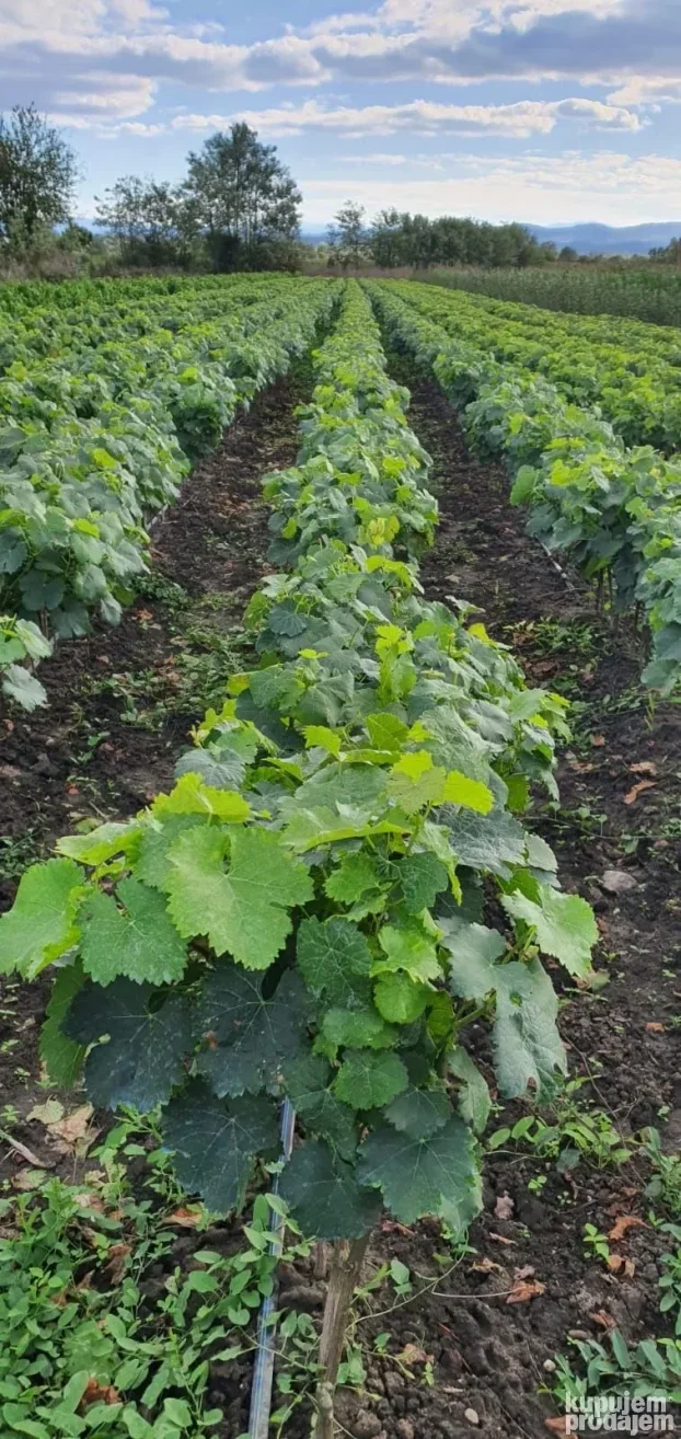 Voćne Sadnice Vinove Loze (Sadnice Voća) - KupujemProdajem