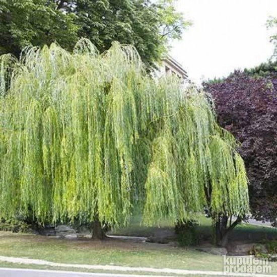 Zalosna vrba - KupujemProdajem