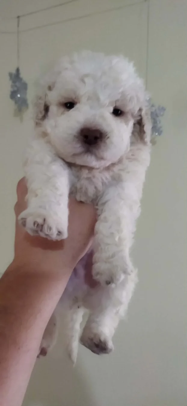 Lagotto romagnolo - stenci - KupujemProdajem