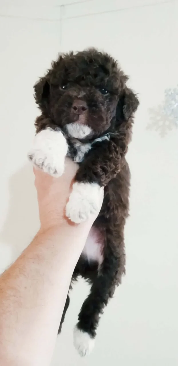 Lagotto romagnolo - stenci - KupujemProdajem