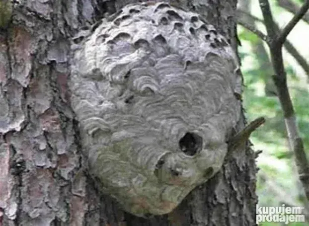 Dezinsekcija ( uklanjanje : osinjaka, stršljenova, pčela ...