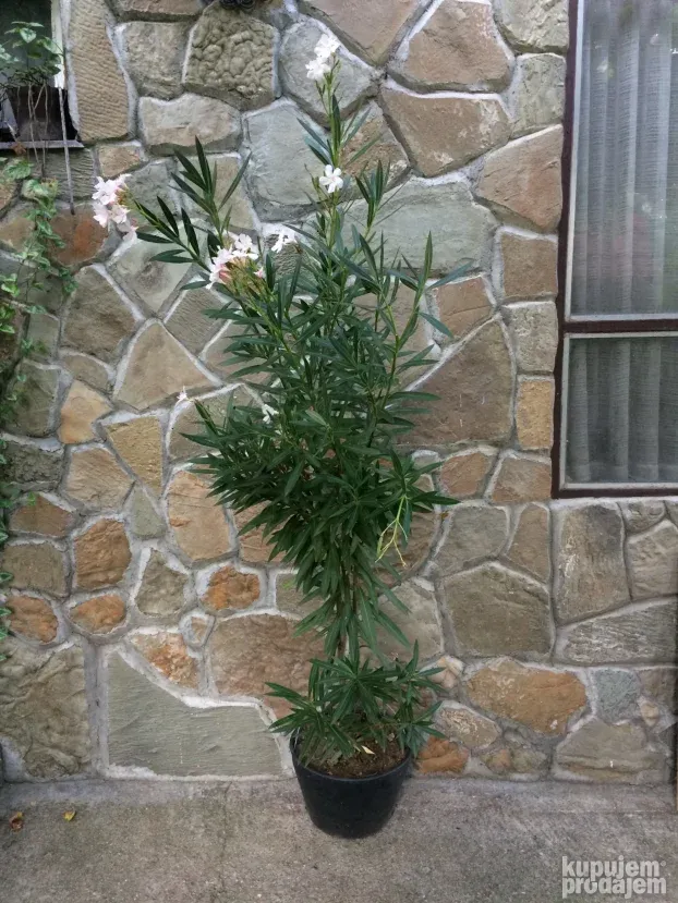 Lijander, više boja, starije sadnice, cena za jednu - KupujemProdajem