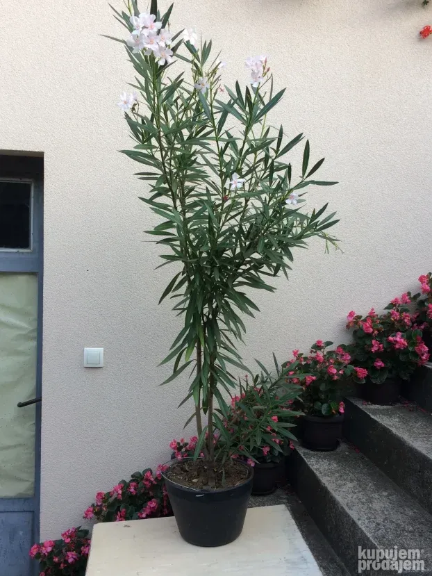 Lijander, više boja, starije sadnice, cena za jednu - KupujemProdajem