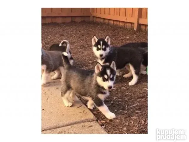 Samojed i Haski stenci - KupujemProdajem