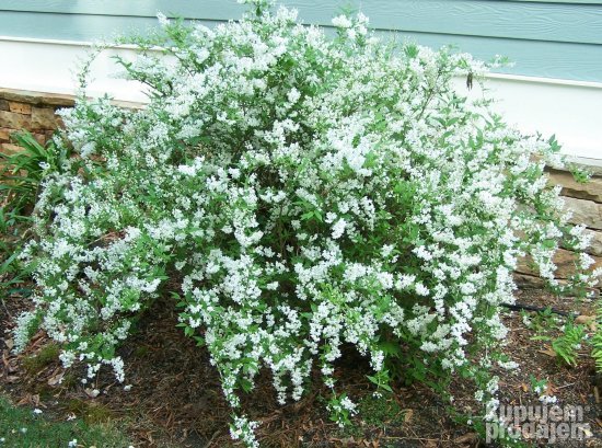 DEUCIJA,ukrasni zbun - KupujemProdajem