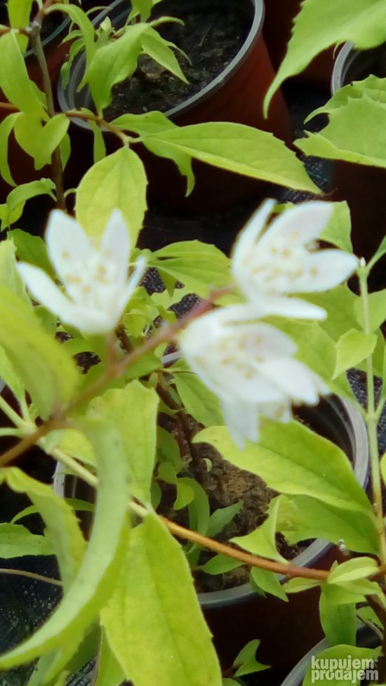 DEUCIJA,ukrasni zbun - KupujemProdajem