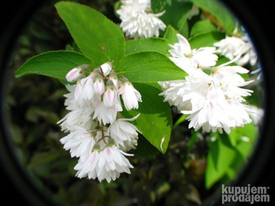 DEUCIJA,ukrasni zbun - KupujemProdajem