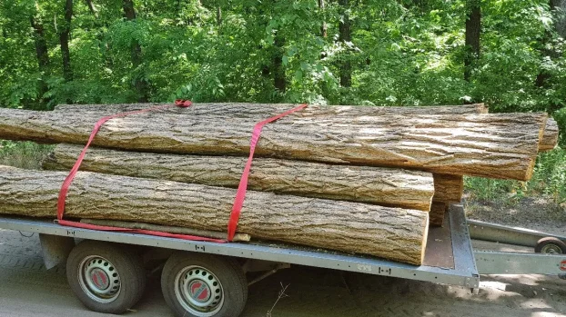 Bagremove daske,fosne.. - KupujemProdajem