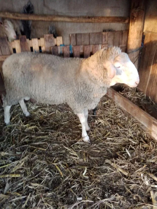 Ovan - KupujemProdajem