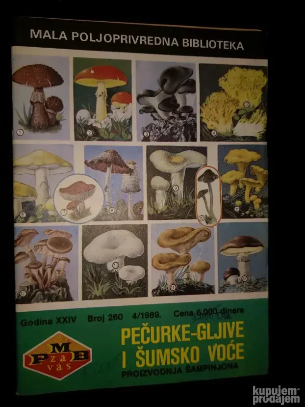 Pecurke-gljive i sumsko voce Proizvodnja sampinjona - KupujemProdajem