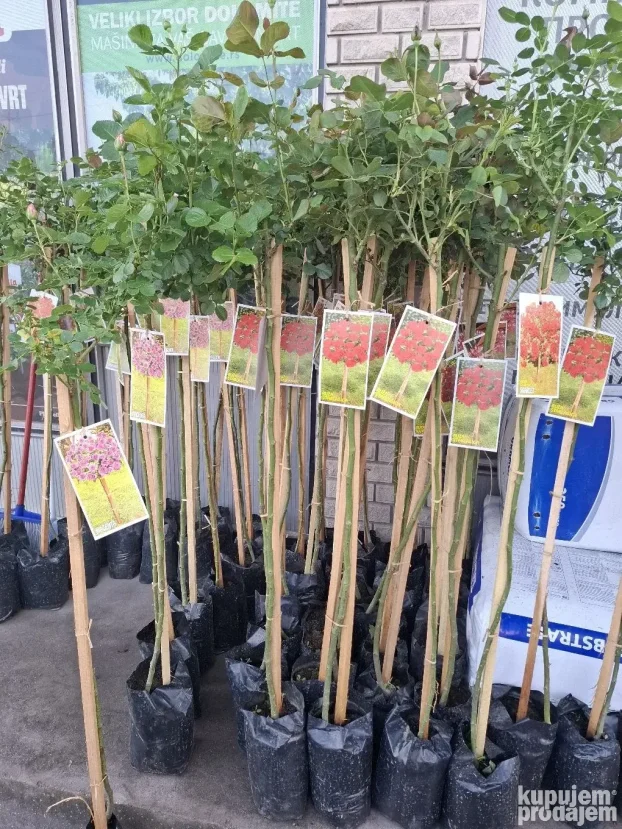 Stubaste ruze (ruze stablasice) - KupujemProdajem