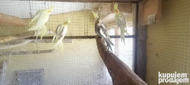 Nimfe - polno zrele I akcija - KupujemProdajem