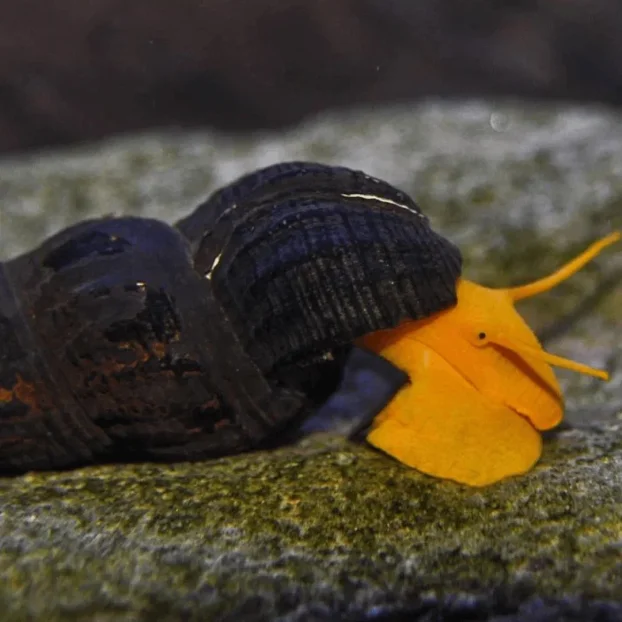 Tulomelania poso orange rabbit snail - matični - KupujemProdajem