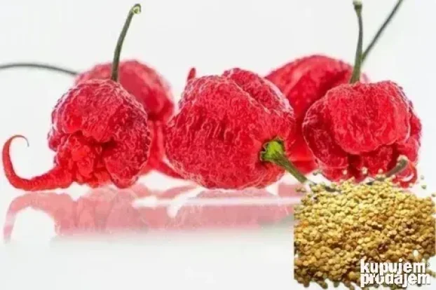 ljuta papričica Karolina riper Carolina Reaper paprika seme ...