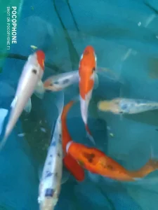 Ribice - KupujemProdajem