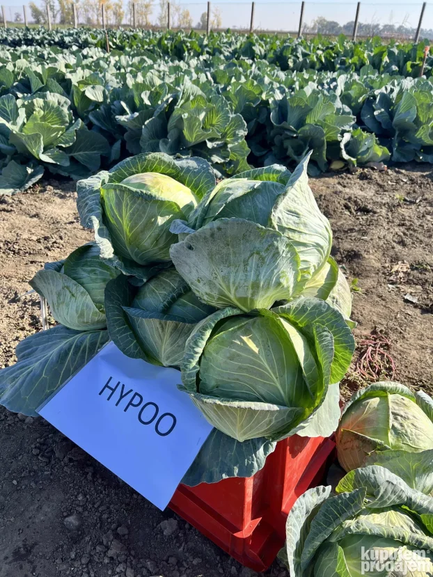 Seme povrca, paradajz paprika krastavac, kups, i ostalo - KupujemProdajem