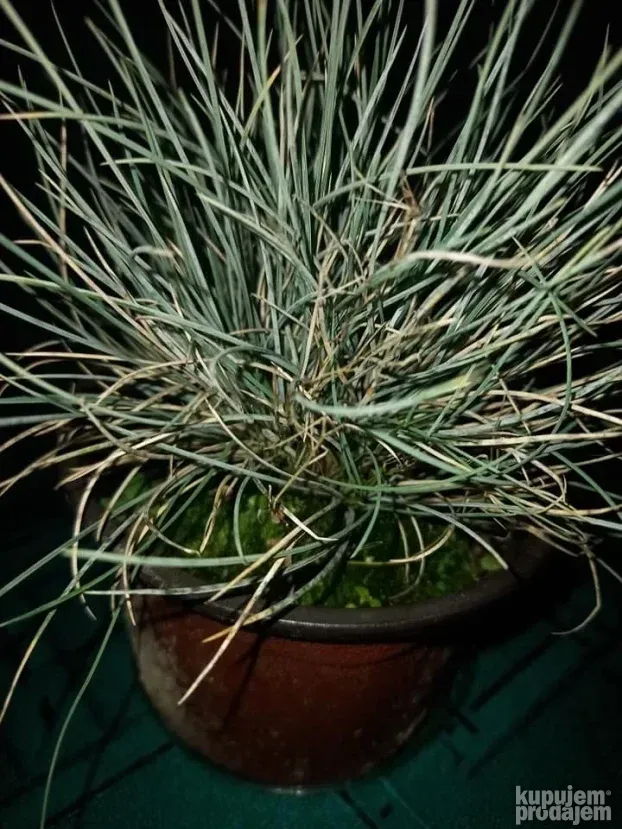 FESTUCA GLAUCA - plava trava - KupujemProdajem