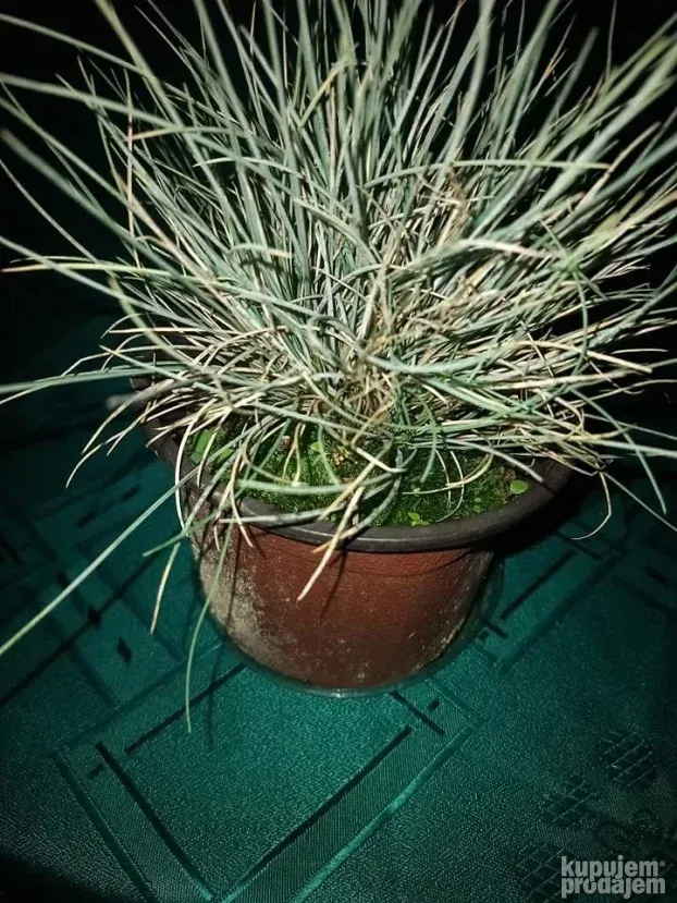 FESTUCA GLAUCA - plava trava - KupujemProdajem
