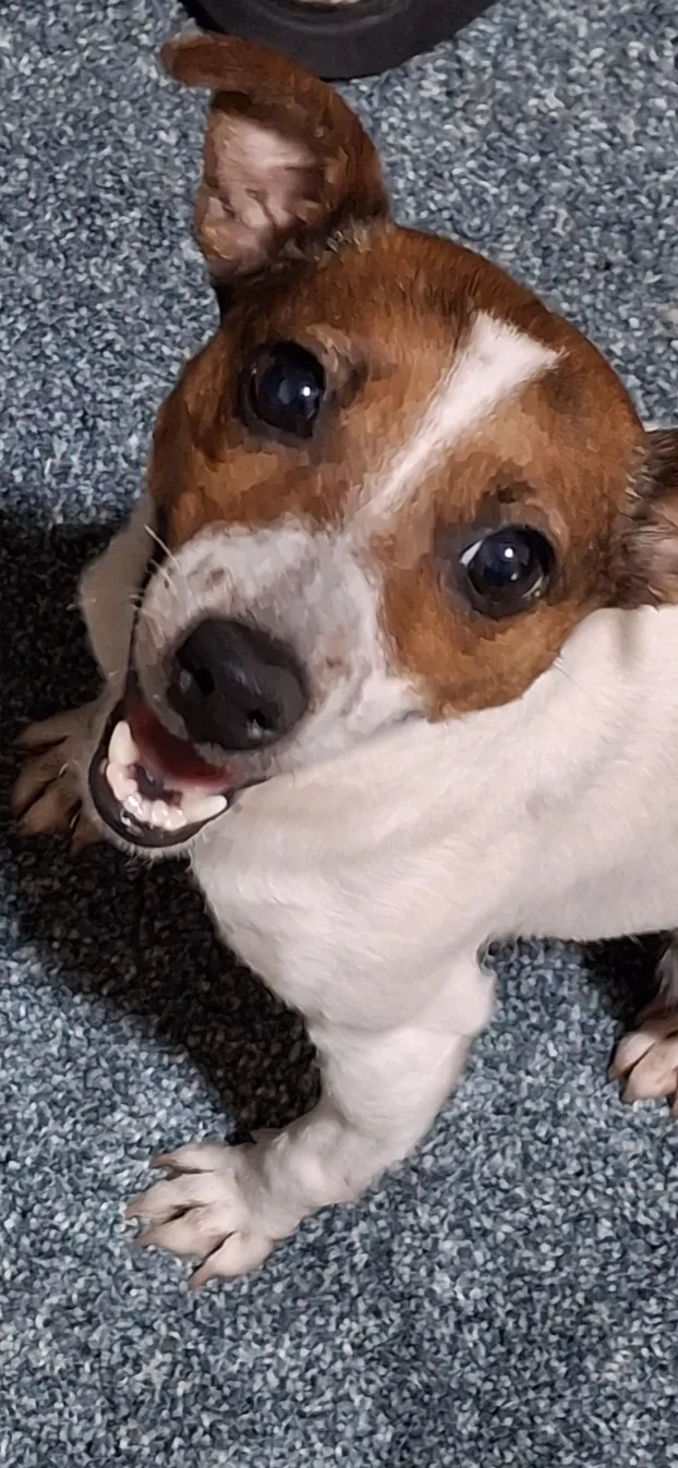 Dzek rasel poklanjamo - KupujemProdajem