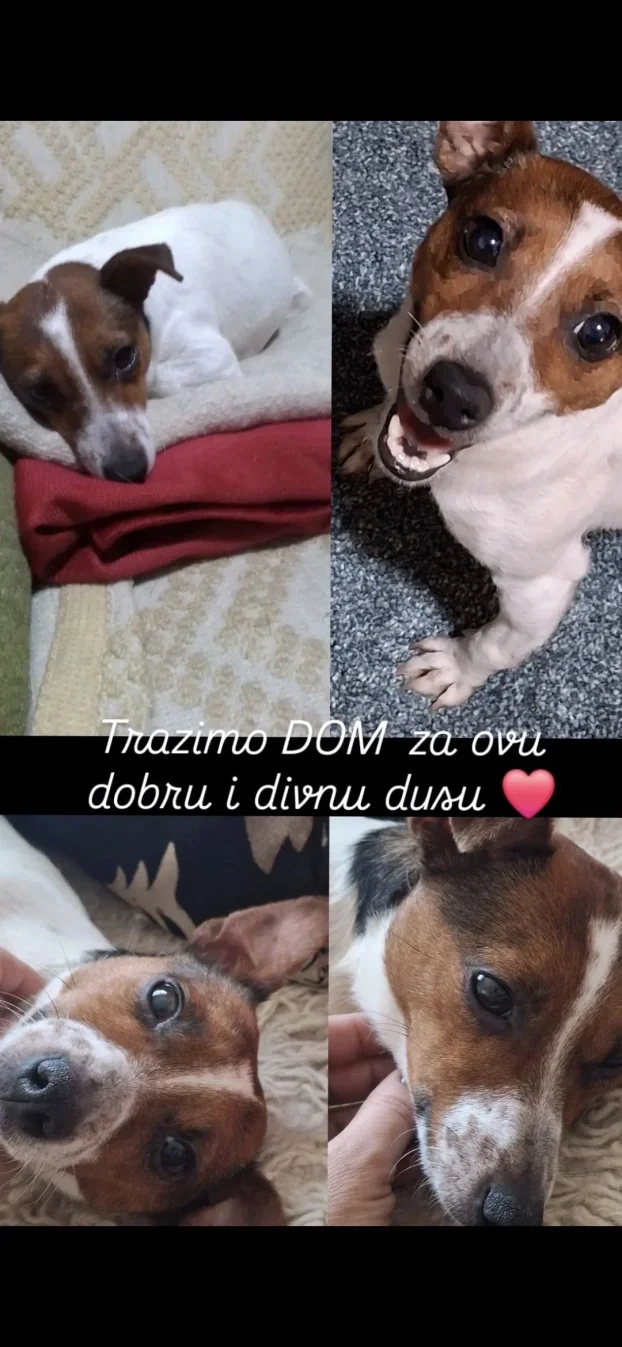 Dzek rasel poklanjamo - KupujemProdajem