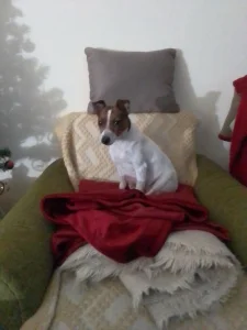 Dzek rasel poklanjamo - KupujemProdajem