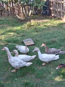 Ćurke, guske i patke - KupujemProdajem