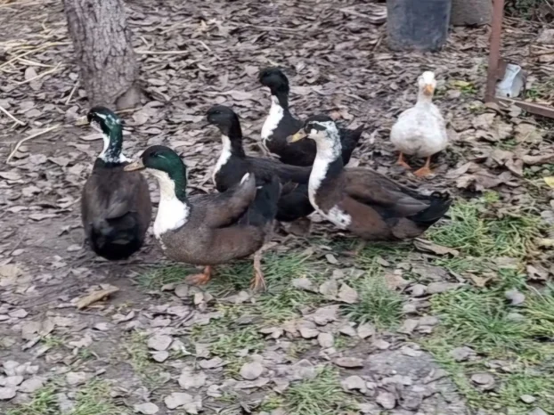 Patke domace i mutave - KupujemProdajem