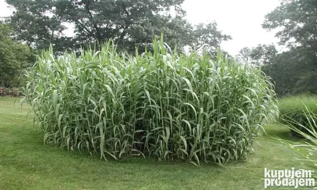 Bamboo trska zelena ograda, zaštita od vetra, 10 sadnica - KupujemProdajem