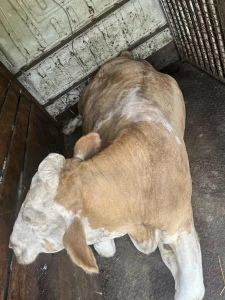 Rezultati pretrage - KupujemProdajem