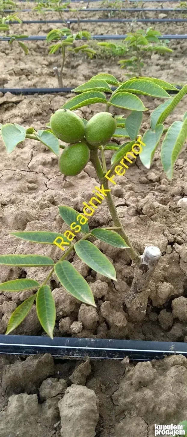 Orah sadnice - KupujemProdajem