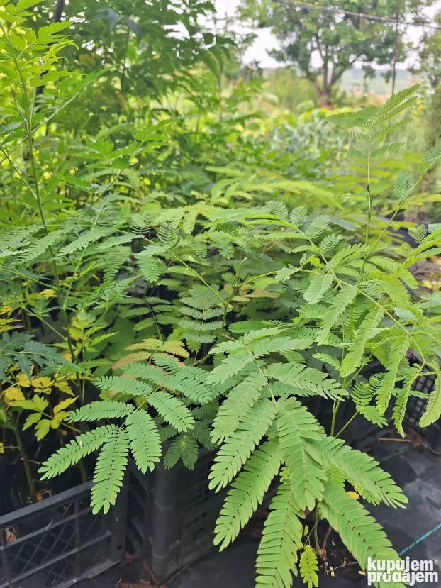 Albicija julibrisin, rasadnik Lunin sad, medonosno i dekor ...