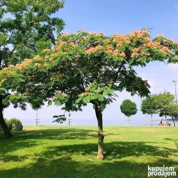 Albicija julibrisin, rasadnik Lunin sad, medonosno i dekor ...