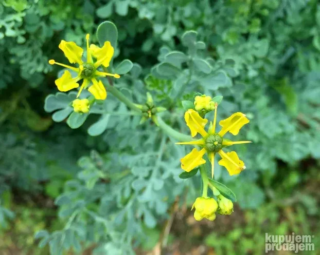 Ruta rutvica sedef trava sedefil stare sorte semena - KupujemProdajem