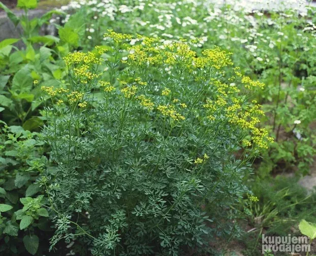 Ruta rutvica sedef trava sedefil stare sorte semena - KupujemProdajem