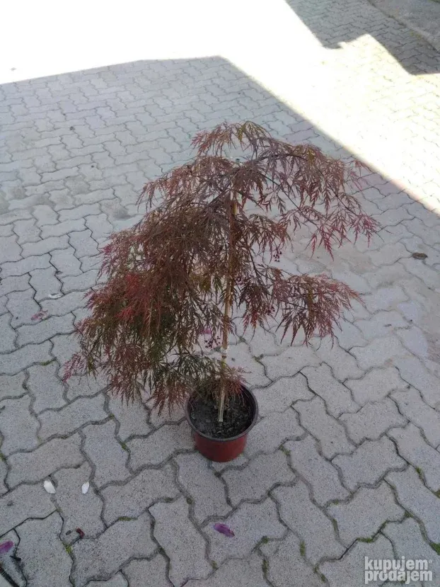 Japanski javor padajući - KupujemProdajem