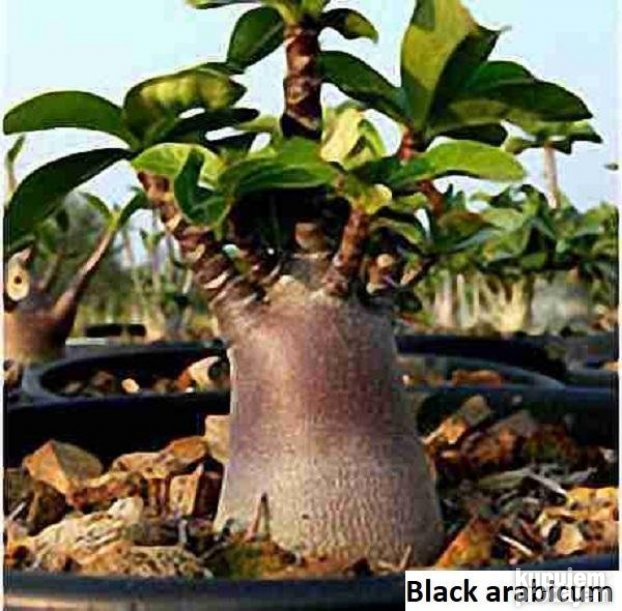 Adenium seme (arabicum, somalense, mini, thai) - KupujemProdajem
