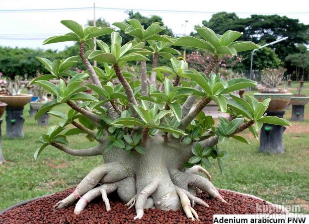 Adenium seme (arabicum, somalense, mini, thai) - KupujemProdajem