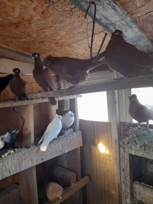 Na prodaju golubovi I domaće ukrasne zivotinje - KupujemProdajem