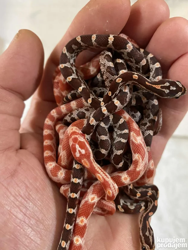 AKCIJA Kukuruzni smuk KOMPLET - KupujemProdajem