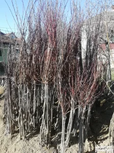 Seme i sadnice - KupujemProdajem