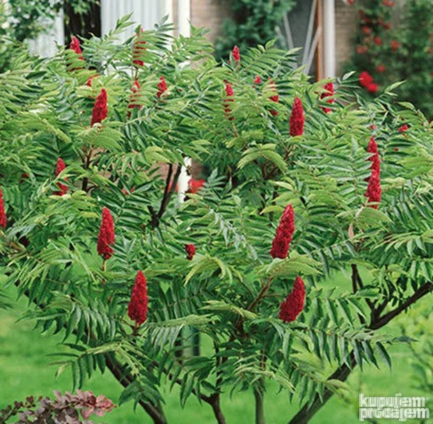 Sadnice kiseli ruj 1,4m+ - KupujemProdajem