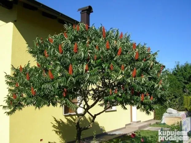 Sadnice kiseli ruj 1,4m+ - KupujemProdajem